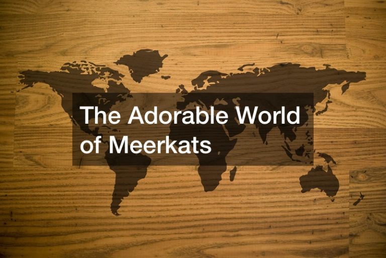 The Adorable World of Meerkats - Online College Magazine